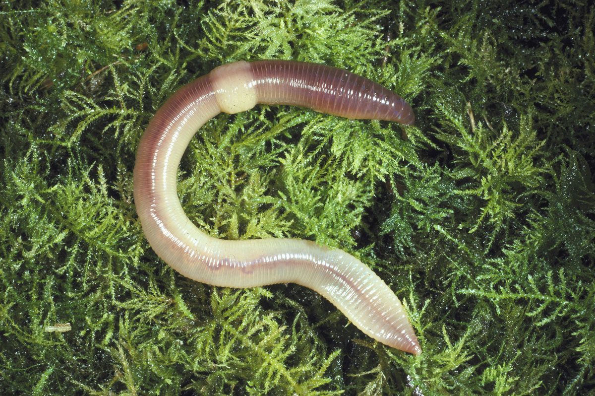 The Value of a Worm - Julia Hyliger Counselling Services